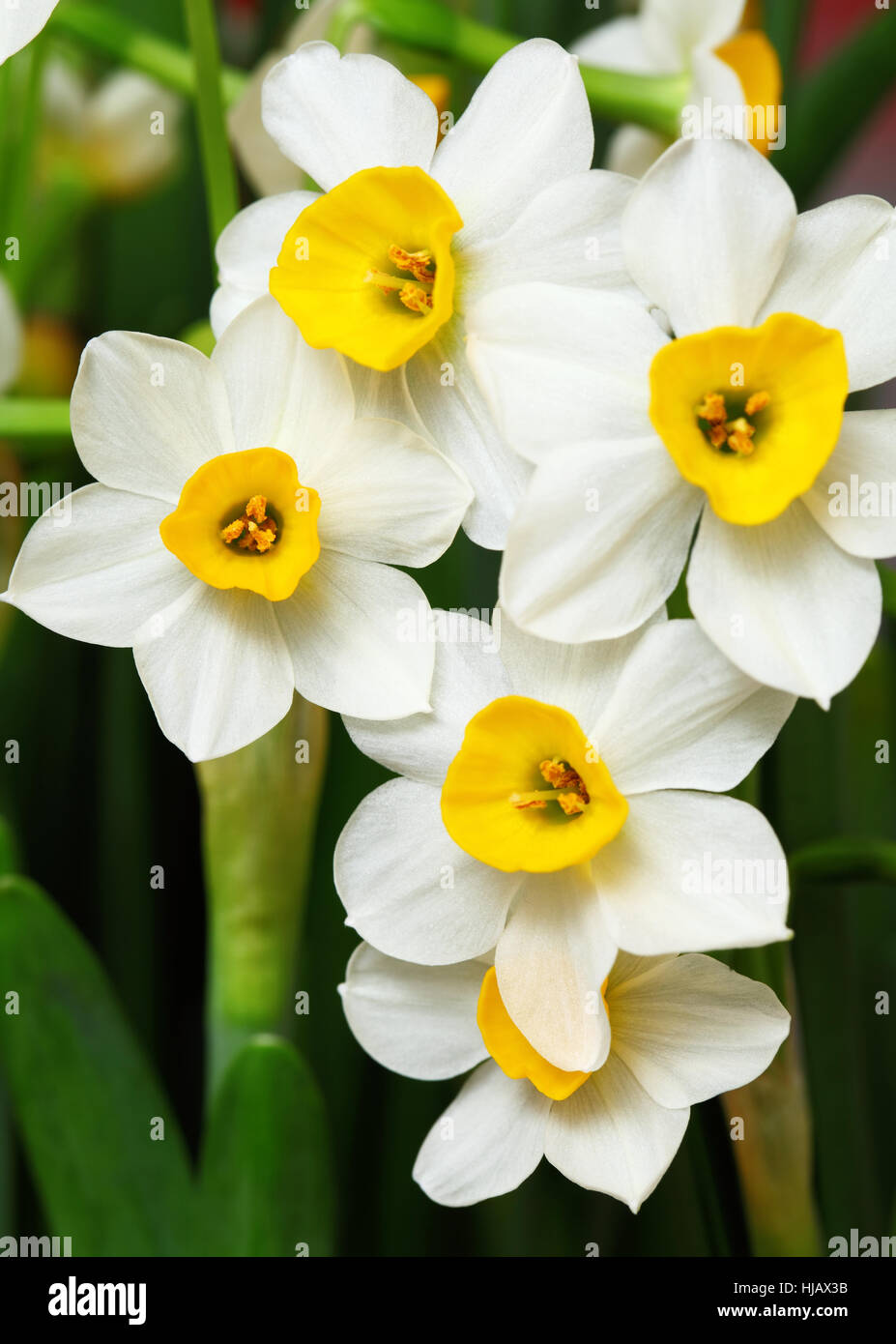beautiful, beauteously, nice, leaf, colour, closeup, park, garden ...