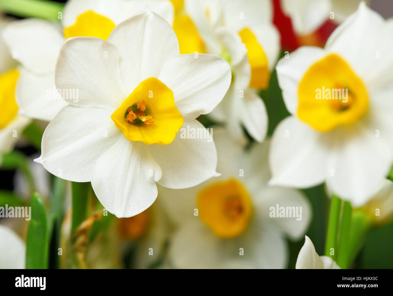 beautiful, beauteously, nice, leaf, colour, closeup, park, garden ...