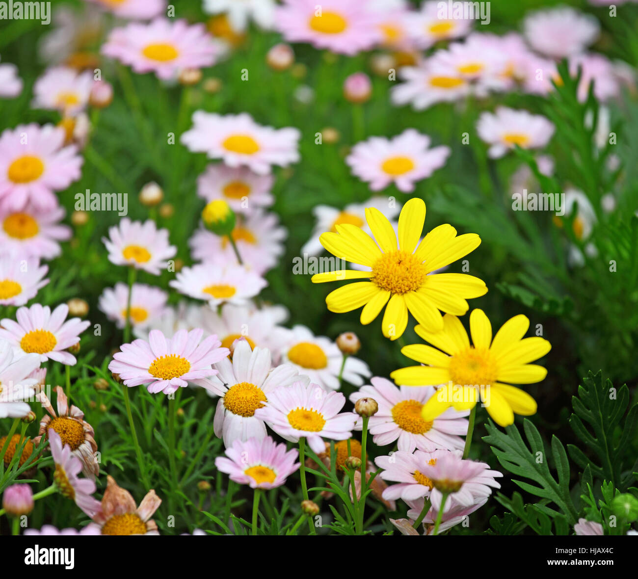 blue, colour, horizon, garden, space, flower, plant, bloom, blossom ...