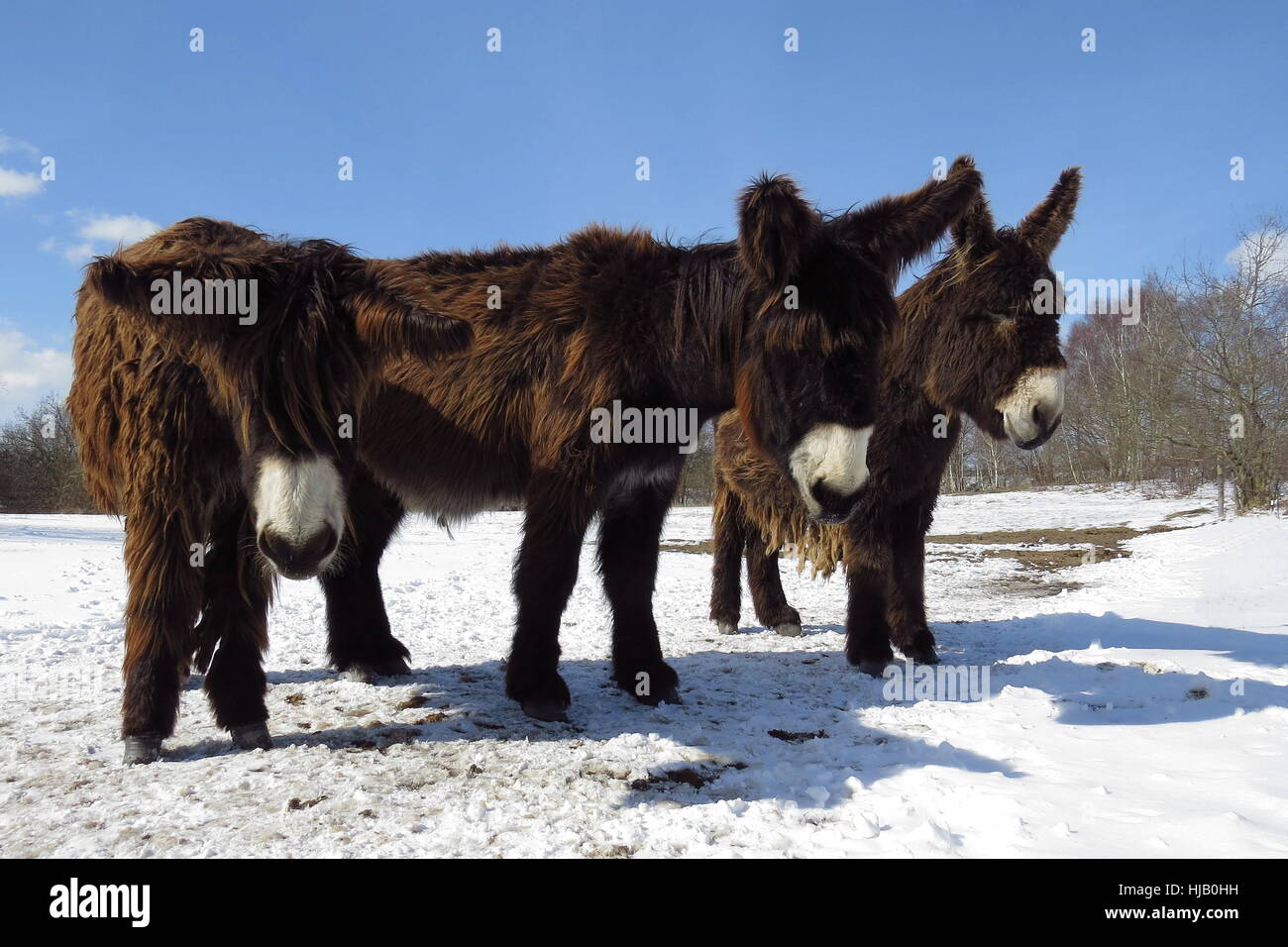 Aussterbend bedrohte art hi-res stock photography and images - Alamy