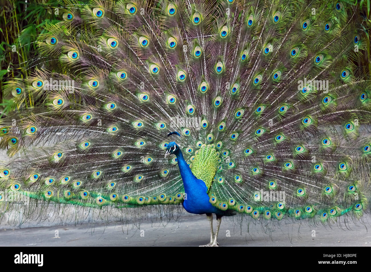 beautiful, beauteously, nice, bird, tail, open, tropical, peacock Stock ...