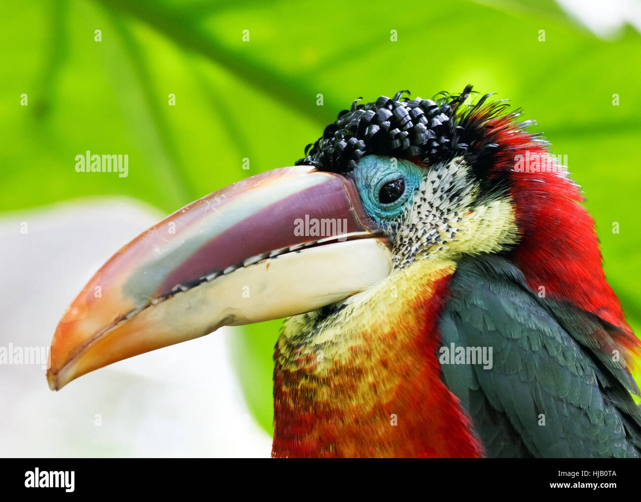 Colorful Tropical Rainforest Photography