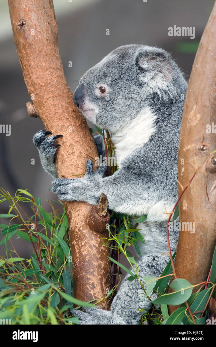 tree, animal, bear, eucalyptus, leaf, single, tree, animal, bear, wild ...