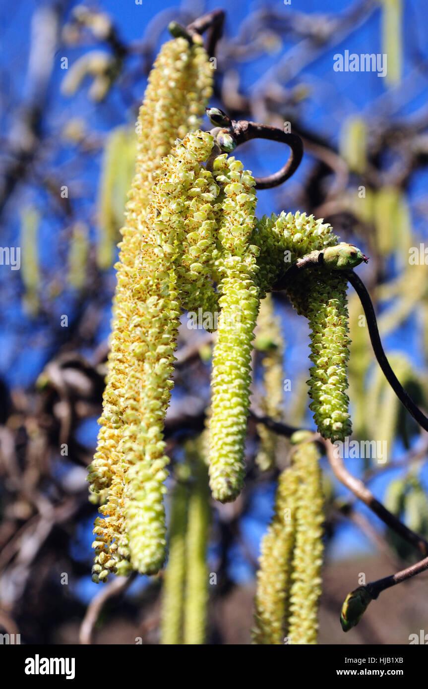 blossoms, pollen, filbert, hazelnut, bleed, allergy, detail, bloom ...