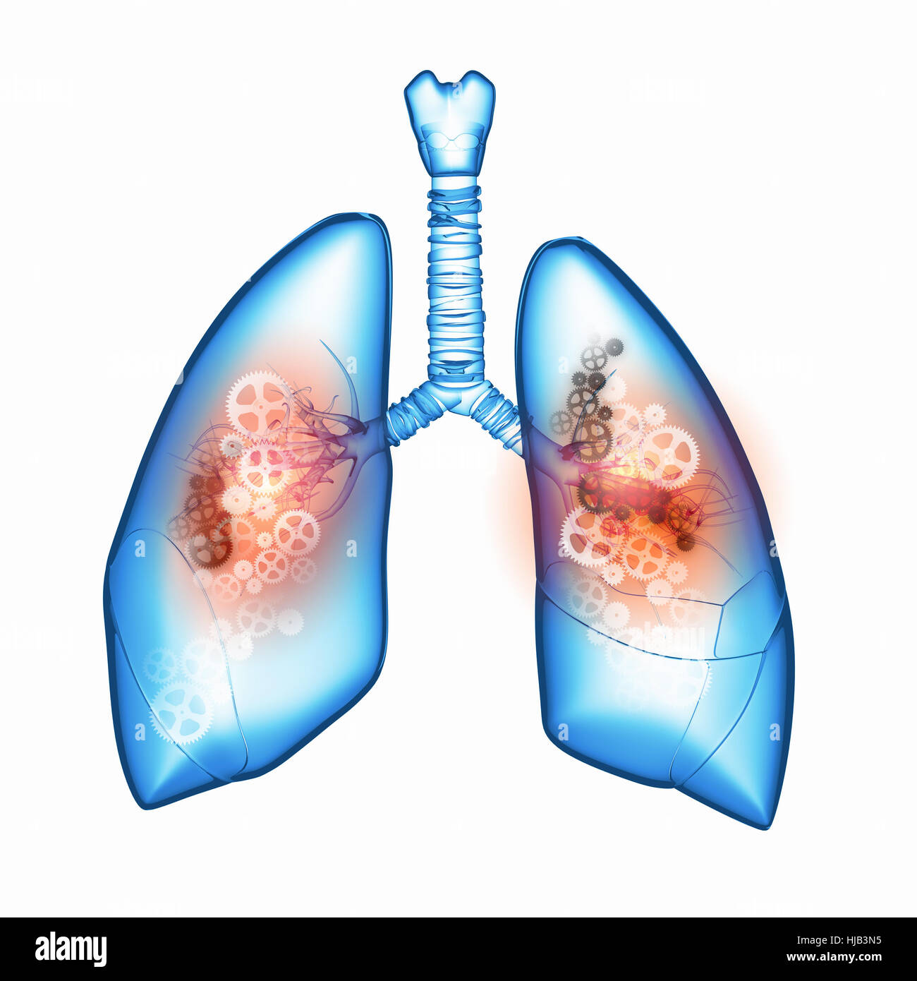 Respiratory mechanism hi-res stock photography and images - Alamy