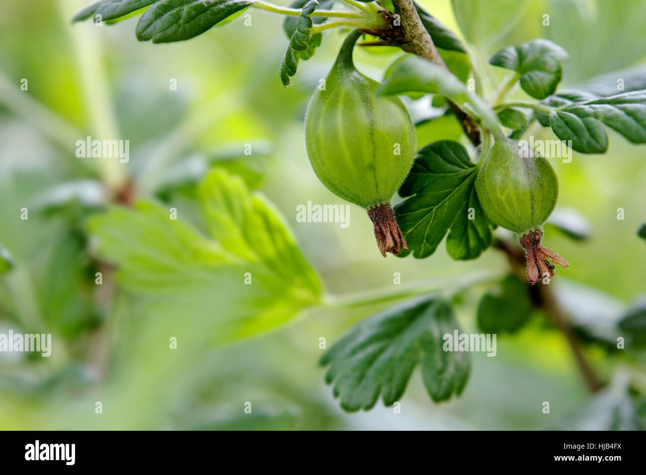 fresh gooseberries from organic farming Stock Photo - Alamy
