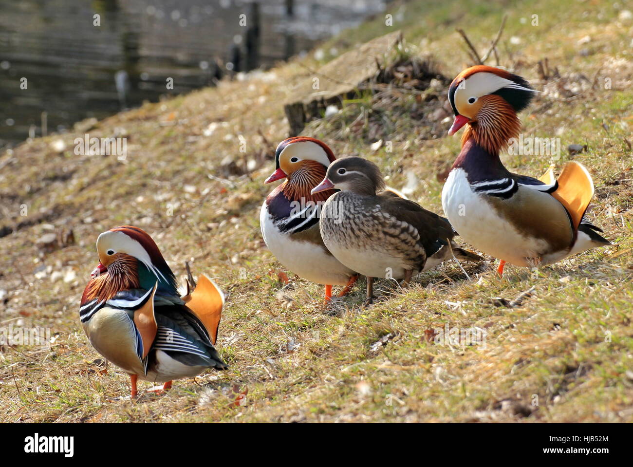 spring, duck, couple, pair, rival, four, spring, ducks, duck, male ...