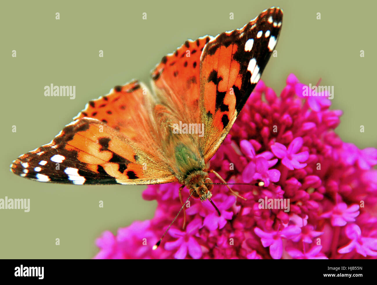 butterfly, moth, insect, butterfly, wing, blossoms, violet, moth ...