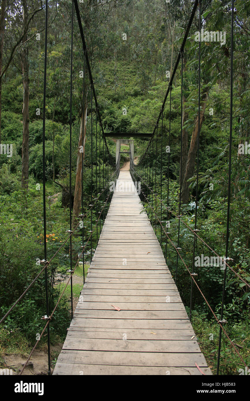 tree, wood, bridge, outdoor, cable, trail, current conduction, forest ...