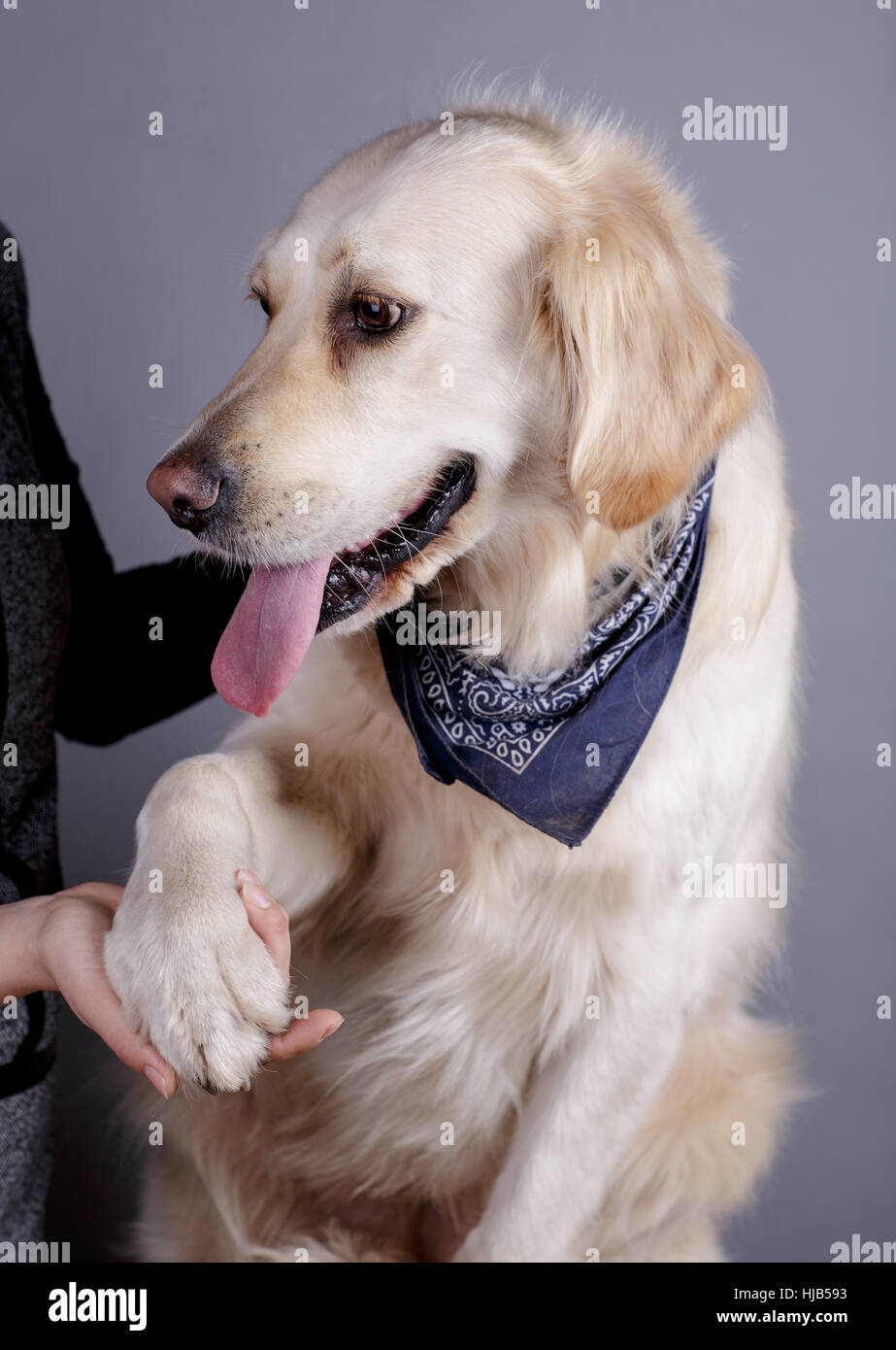 portrait, dog, golden, race, purebred, more retriever, beautiful ...