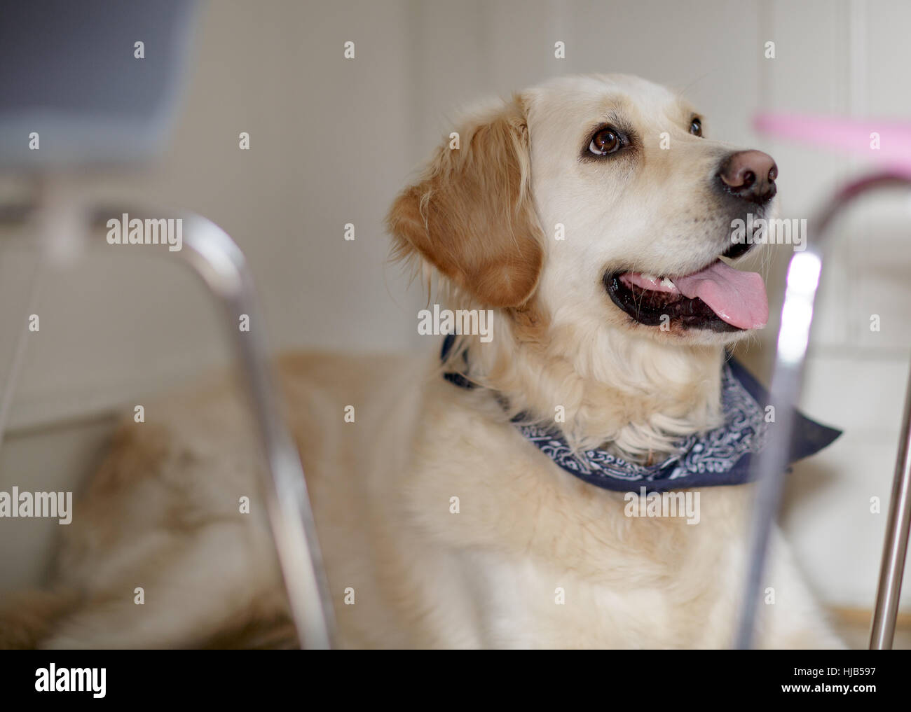 Golden Retriever Studio Chair High Resolution Stock Photography and ...