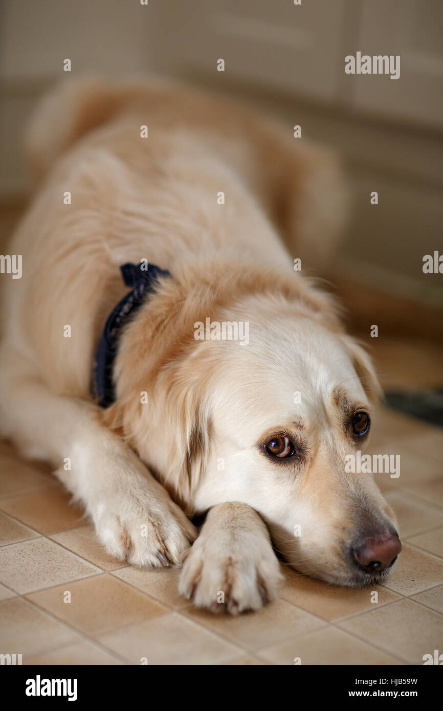 portrait, dog, golden, race, purebred, more retriever, beautiful ...