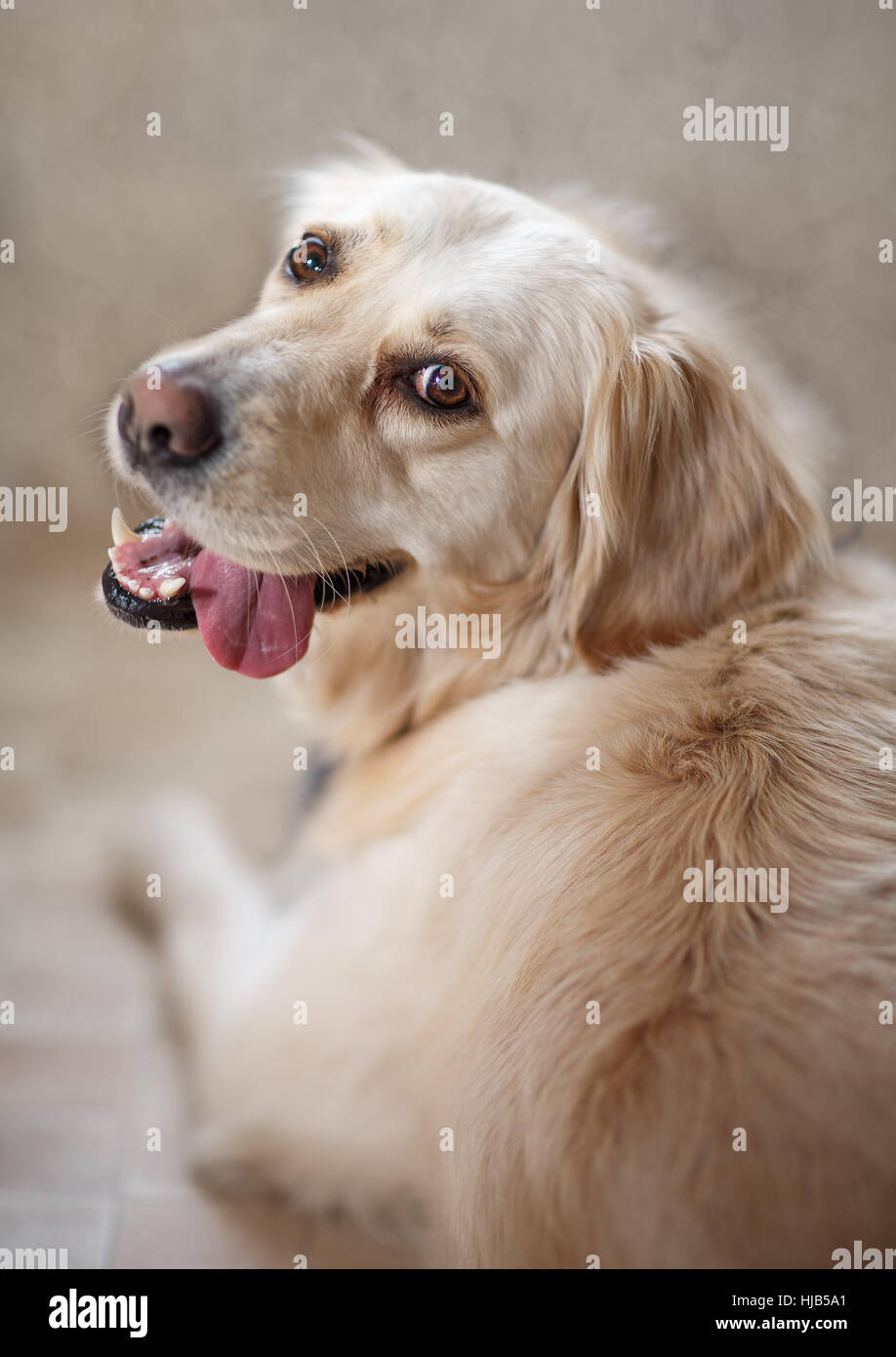 portrait, dog, golden, race, purebred, more retriever, beautiful ...