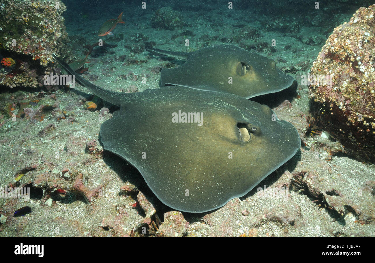 Galapagos unterwasserwelt hi-res stock photography and images - Alamy