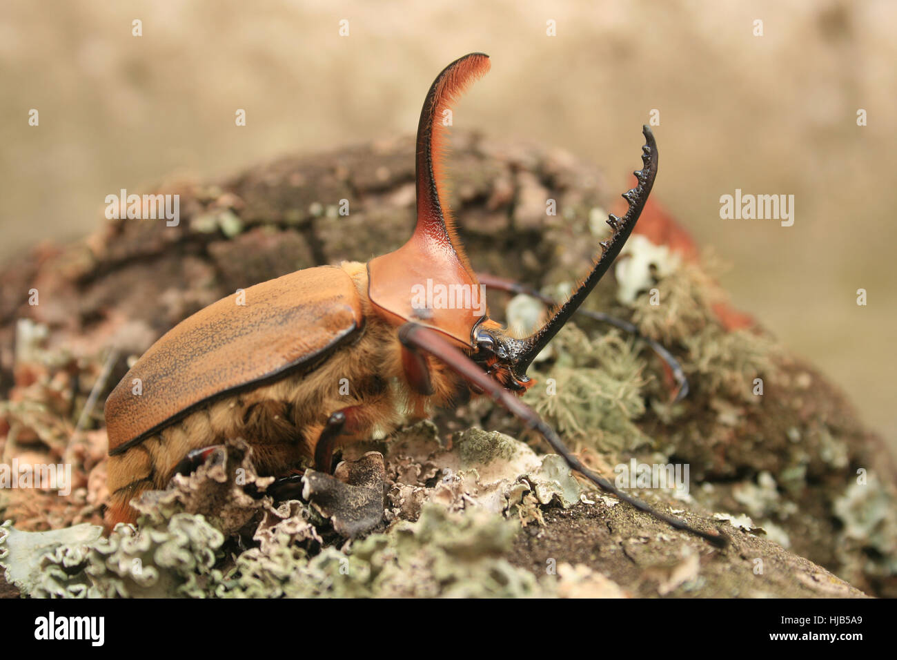 insect, male, masculine, horn, beetle, outdoor, bug, nature, garden ...