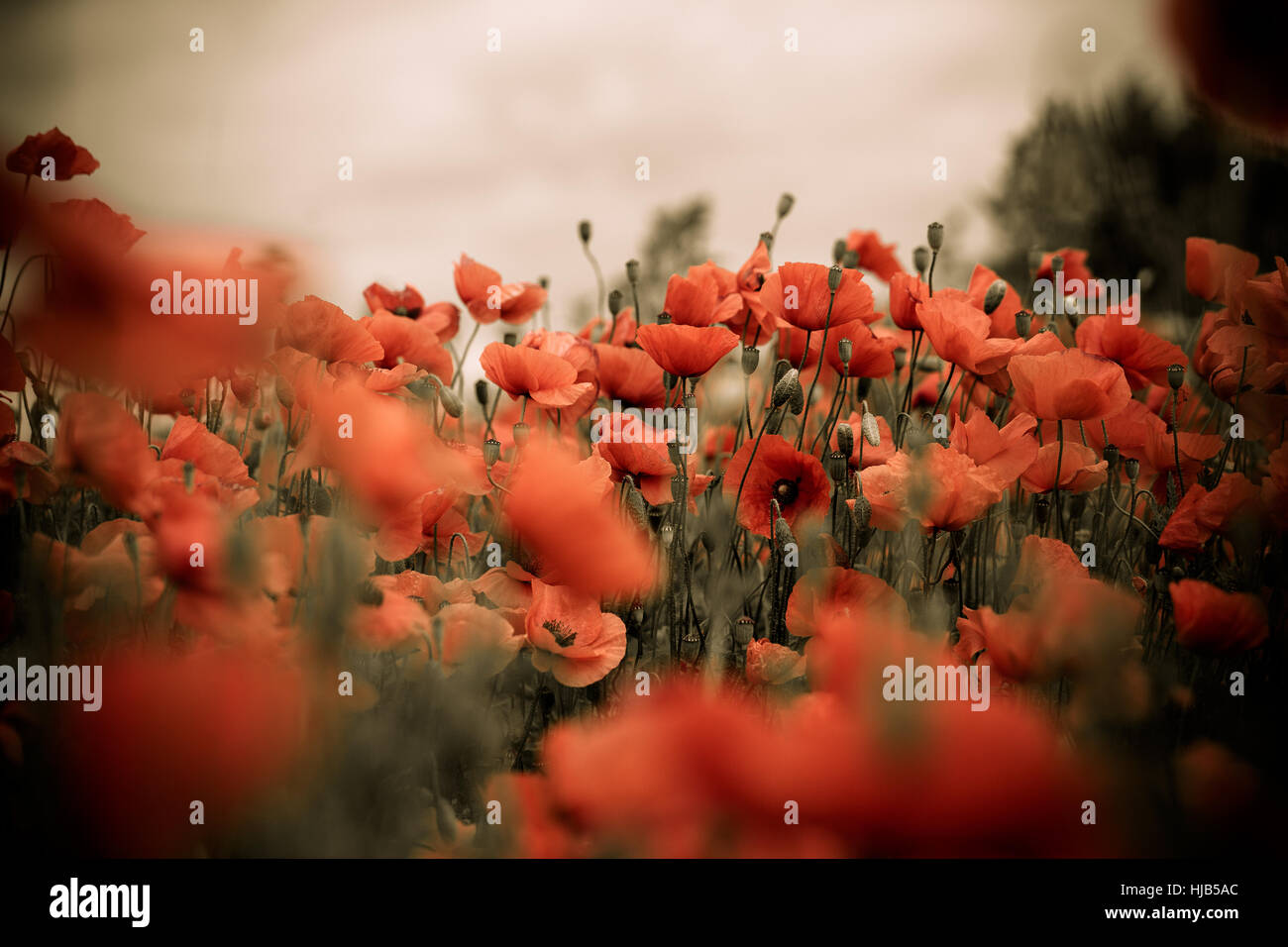 poppy, corn poppy, beautiful, beauteously, nice, colour, garden, flower ...