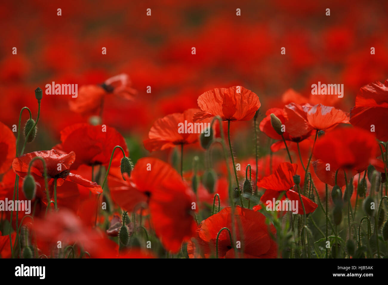 poppy, corn poppy, beautiful, beauteously, nice, colour, garden, flower ...