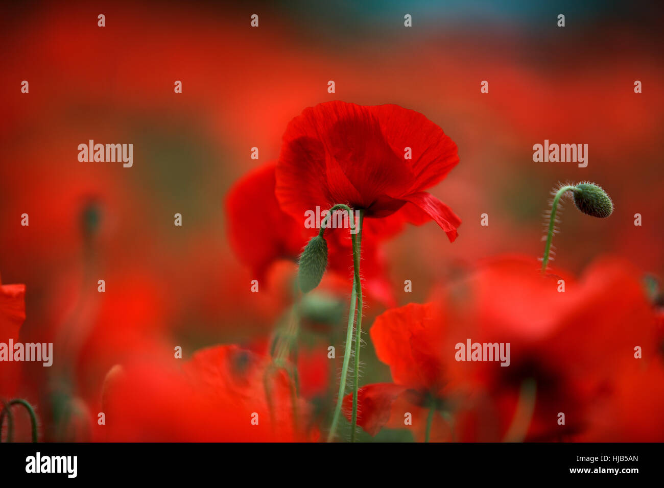 poppy, corn poppy, beautiful, beauteously, nice, colour, garden, flower ...