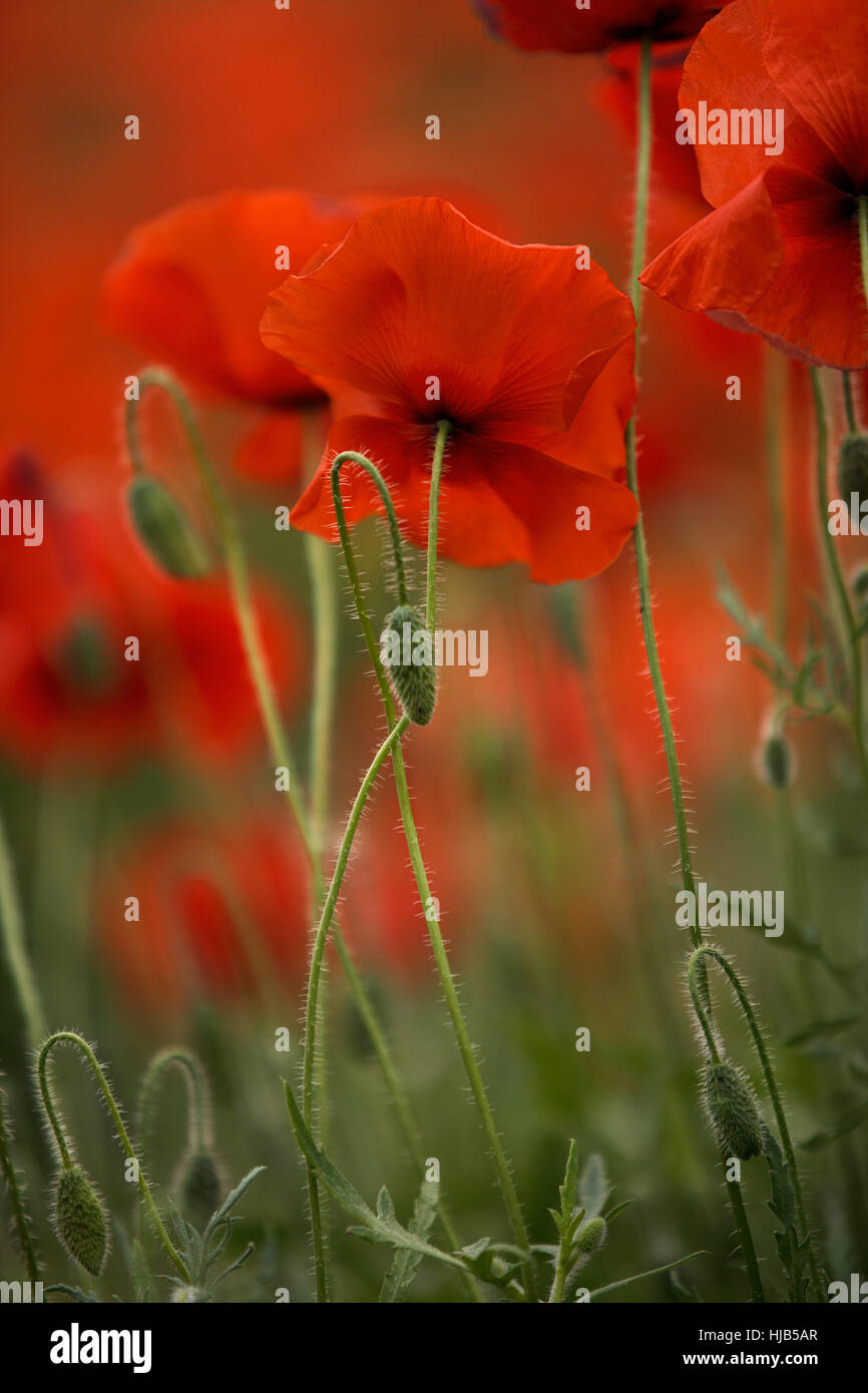 poppy, corn poppy, beautiful, beauteously, nice, colour, garden, flower ...