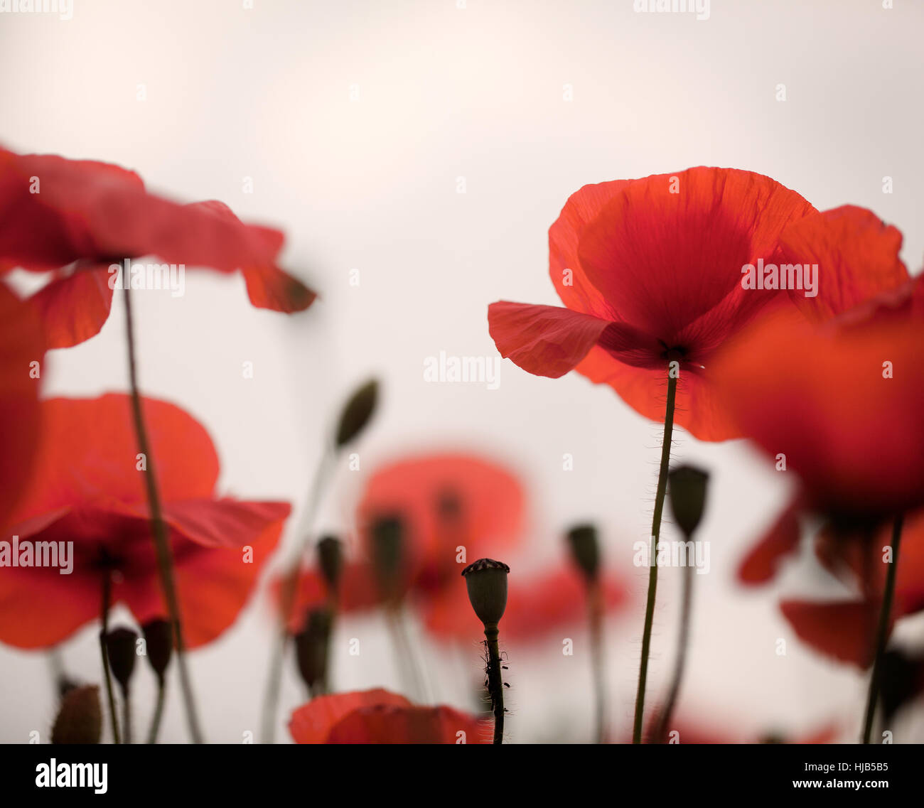 poppy, corn poppy, beautiful, beauteously, nice, colour, garden, flower ...