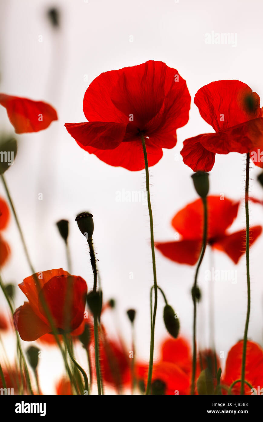 poppy, corn poppy, beautiful, beauteously, nice, colour, garden, flower ...