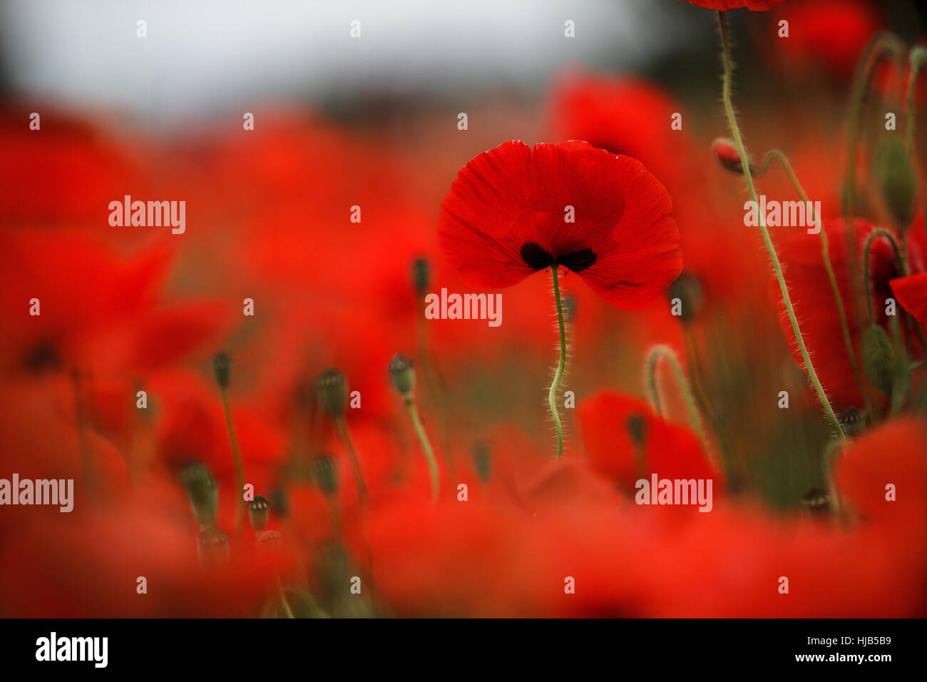 poppy, corn poppy, beautiful, beauteously, nice, colour, garden, flower ...