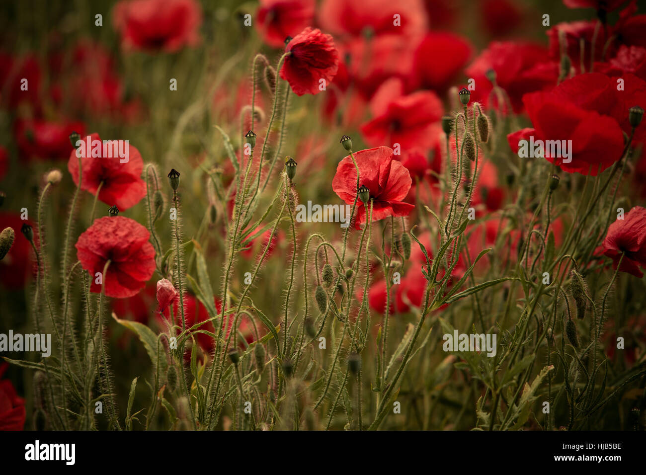poppy, corn poppy, beautiful, beauteously, nice, colour, garden, flower ...