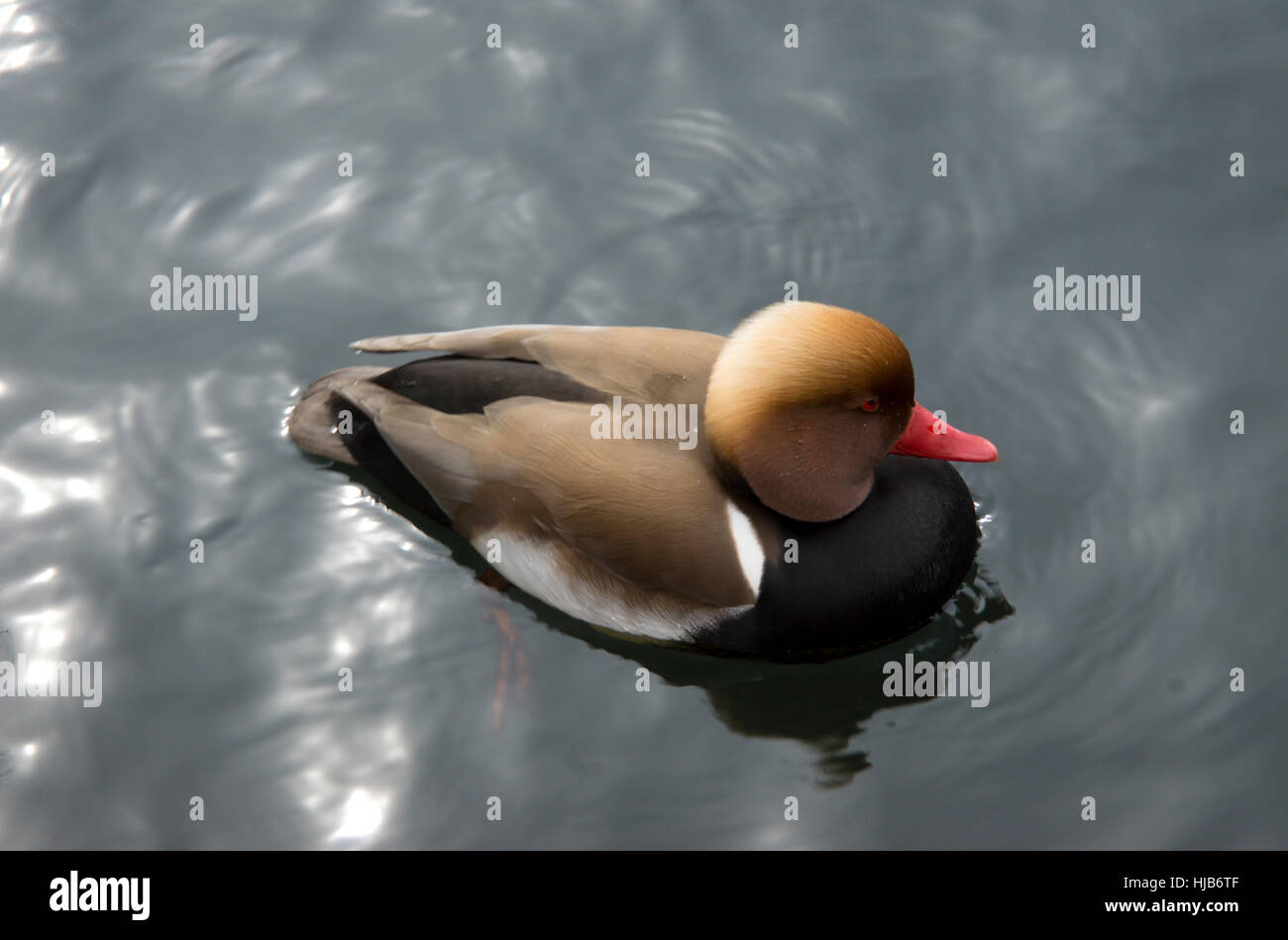 feathers, duck, drake, feather, river, water, park, animal, bird, wild ...
