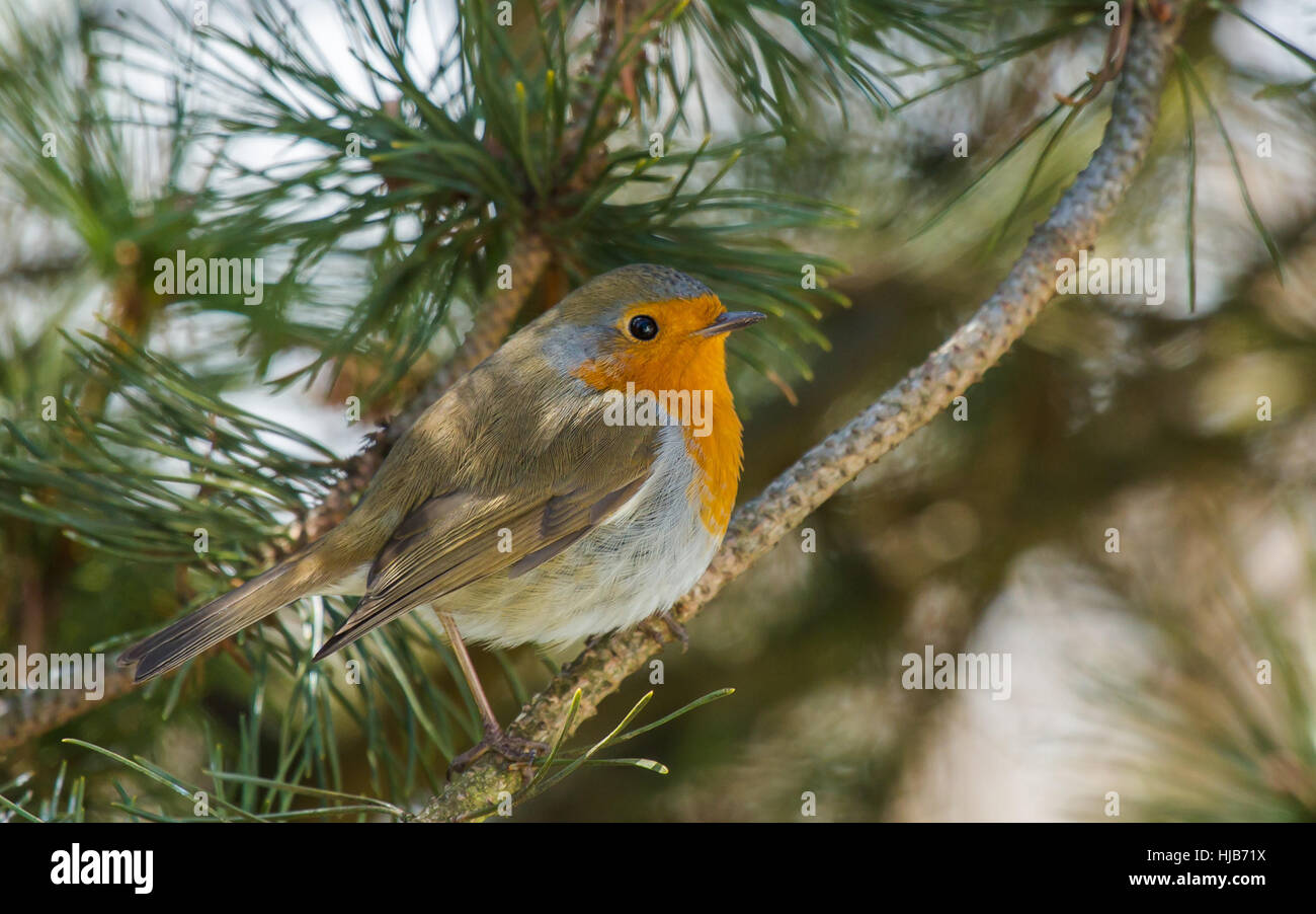 garden, bird, birds, gardens, robin, forest, nature, garden, bird ...