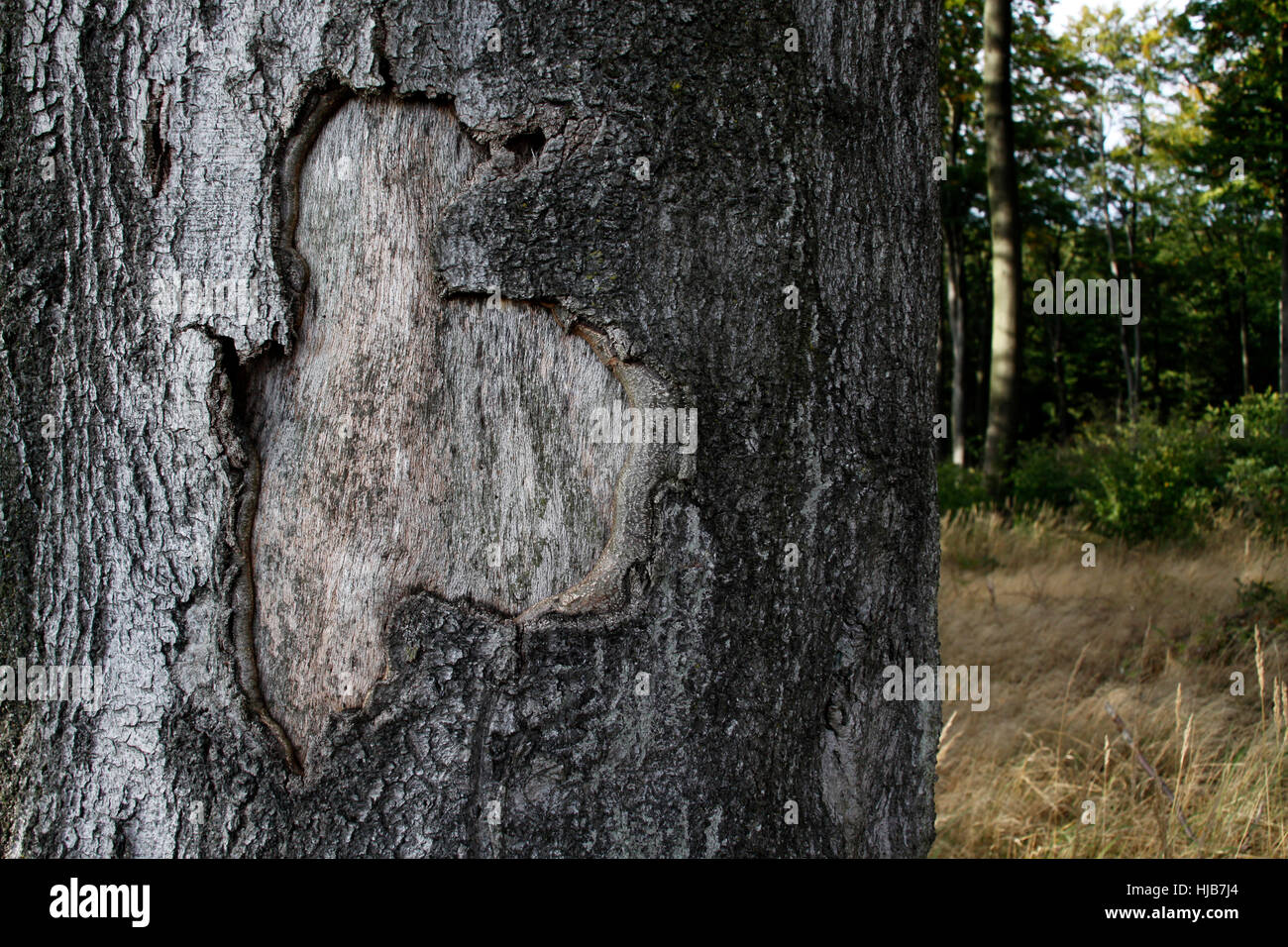 tree, deciduous tree, bark, beech, copper beech, damage, backdrop ...