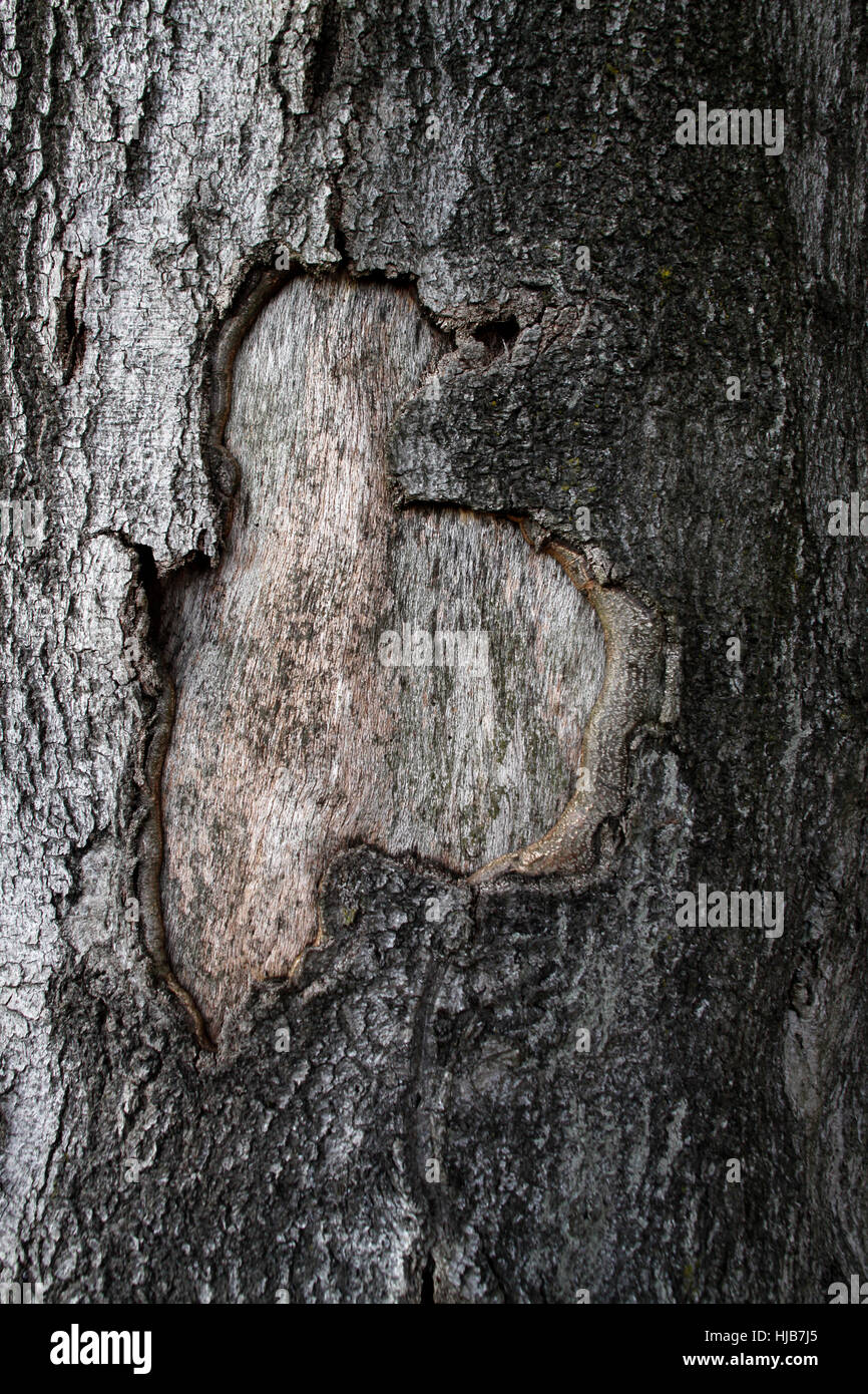 tree, deciduous tree, bark, beech, copper beech, damage, backdrop ...