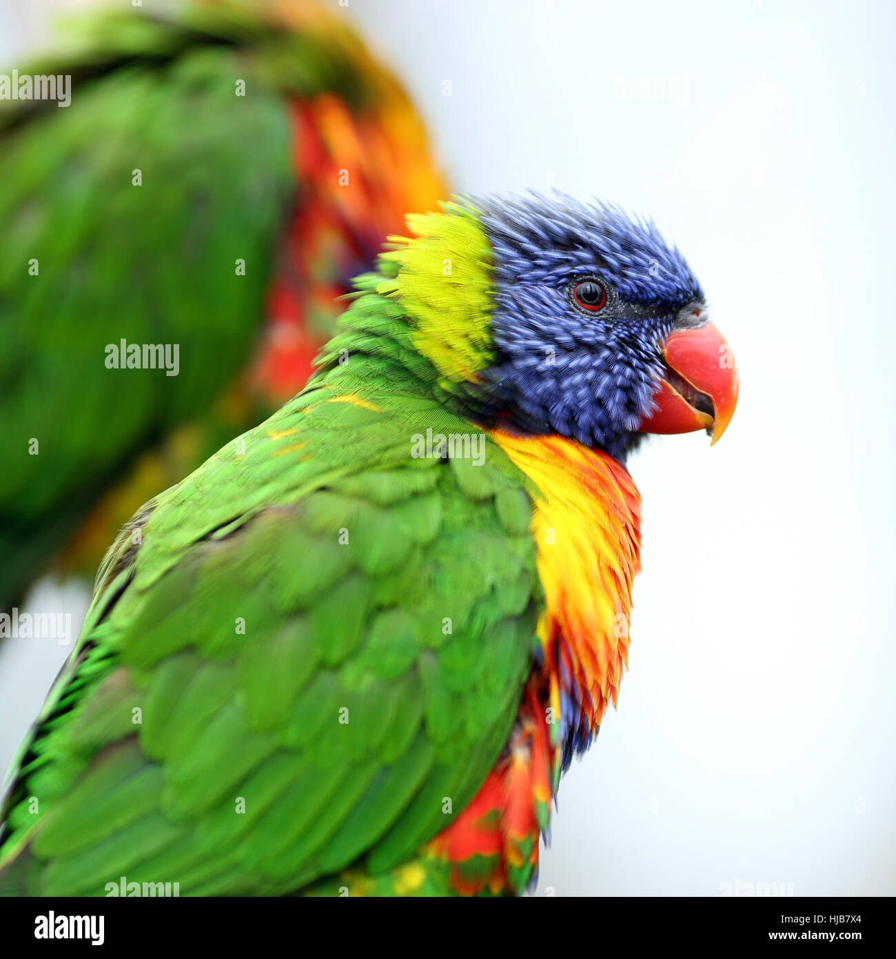 animal, bird, pets, parrot, australia, wildlife, plumage, multicolored ...