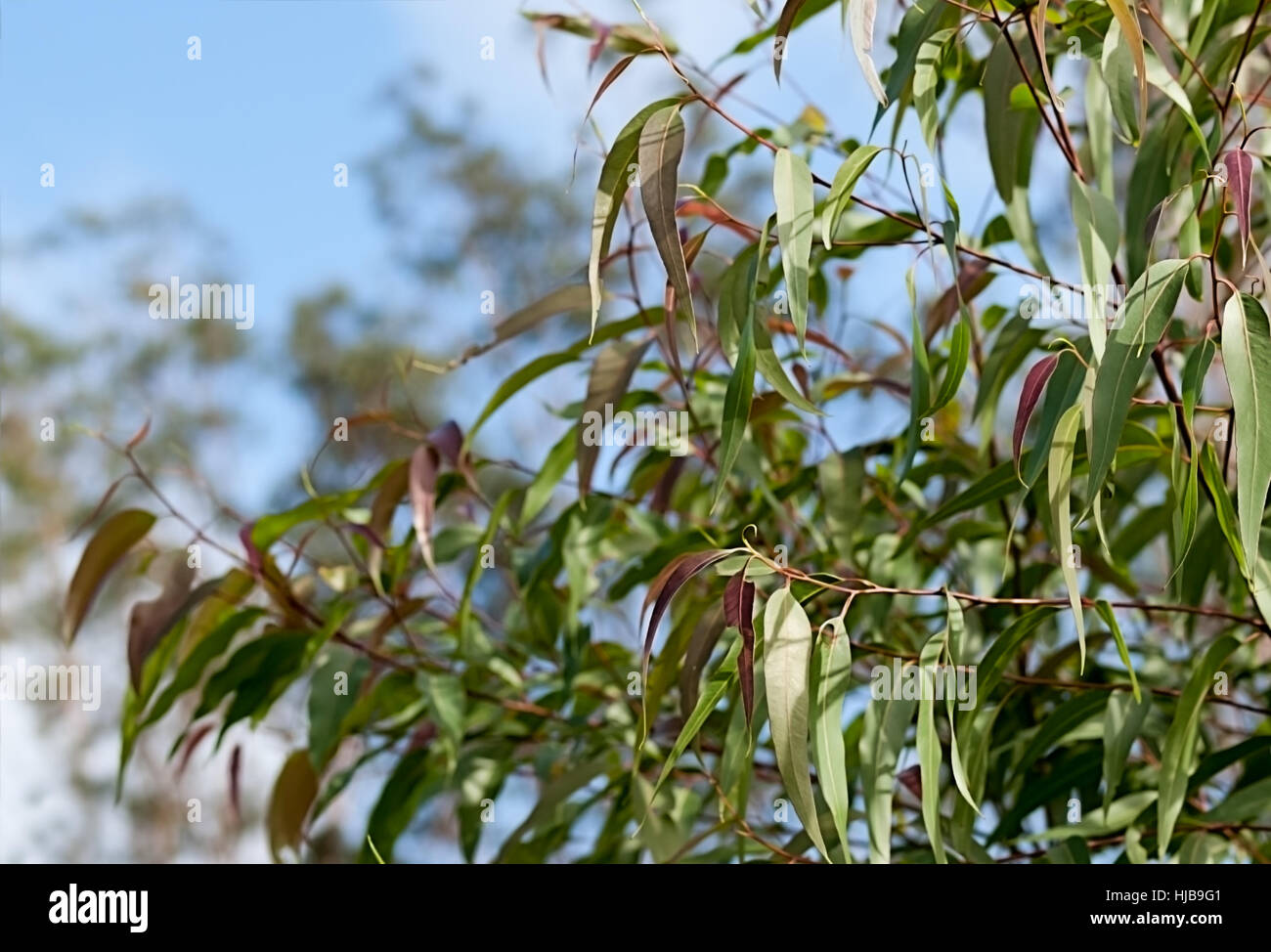 blue, leaf, tree, leaves, australia, native, eucalyptus, gum ...