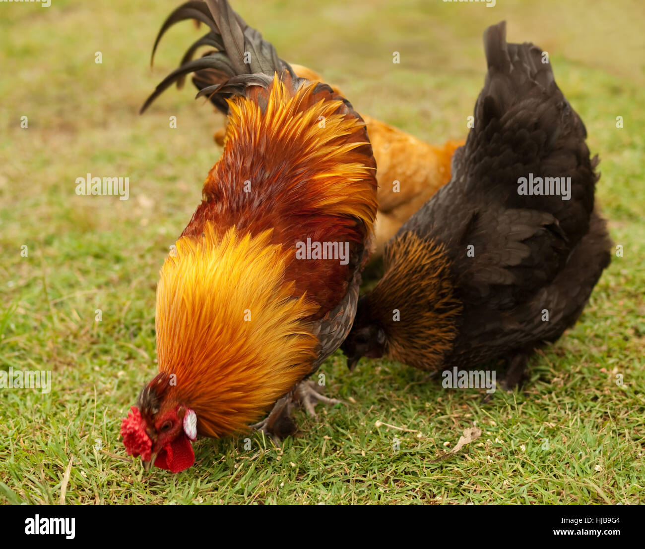 three free range feeding bantam fowls forage in green grass Stock Photo ...