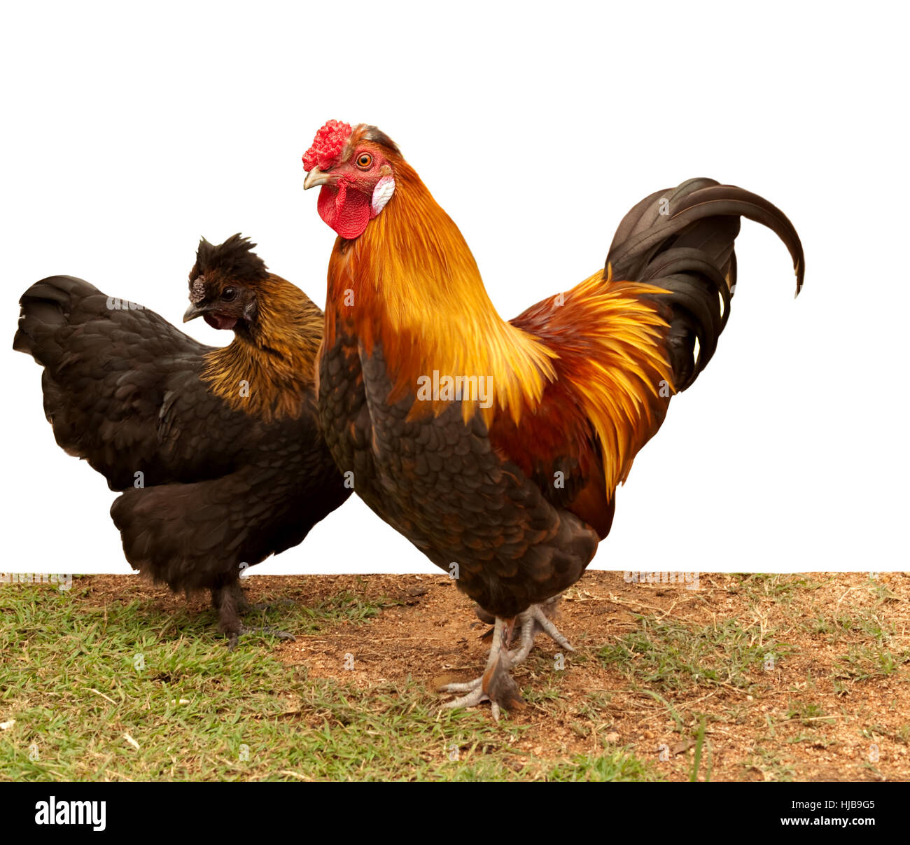 male, masculine, hen, cockerel, bantam, cock, chickens, hens, rooster ...