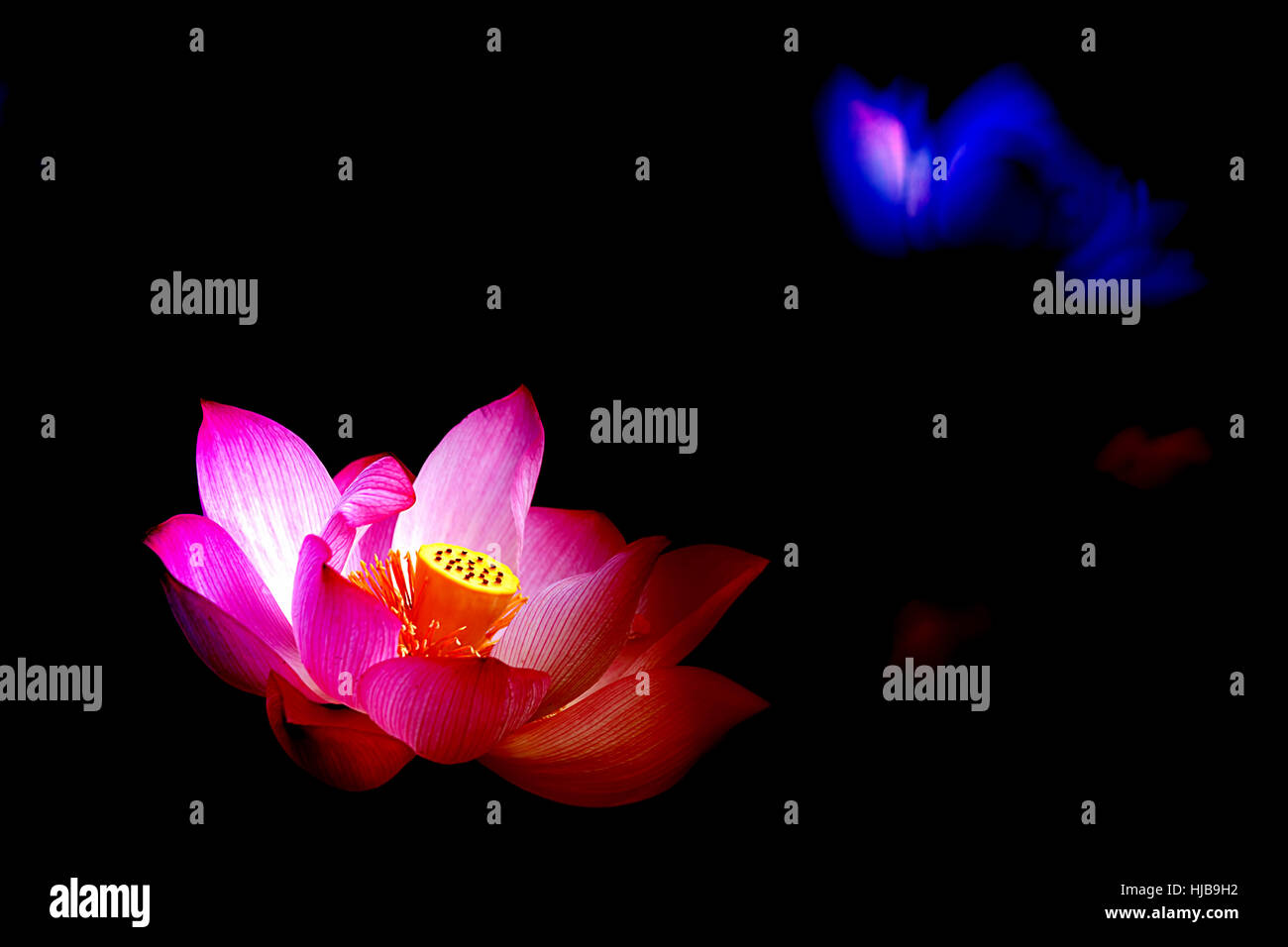 flower,plant,lotus,lotus flower,pink,nature,lotus blossom,lotus ...