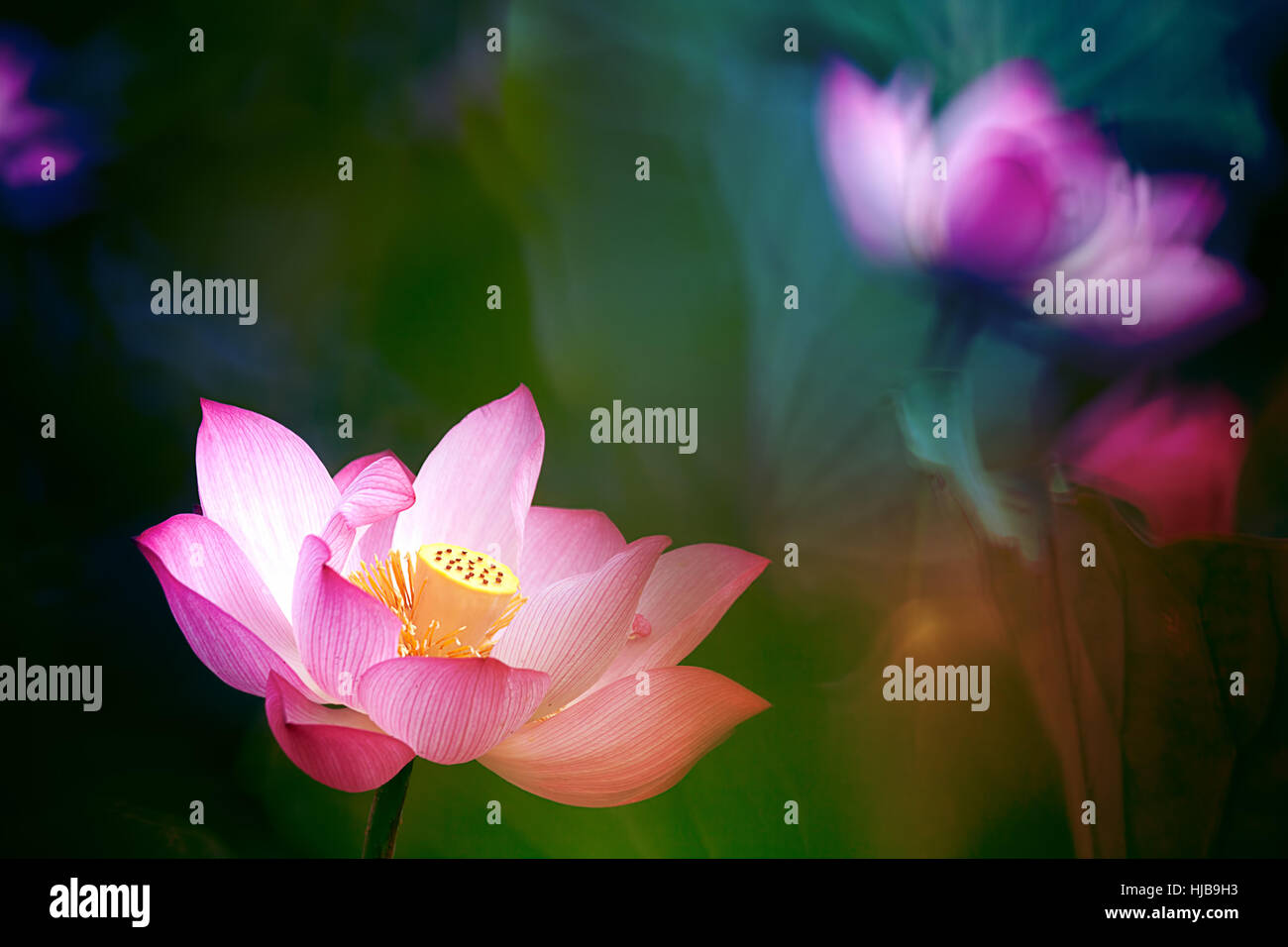 flower,plant,lotus,lotus flower,pink,nature,lotus blossom,lotus ...