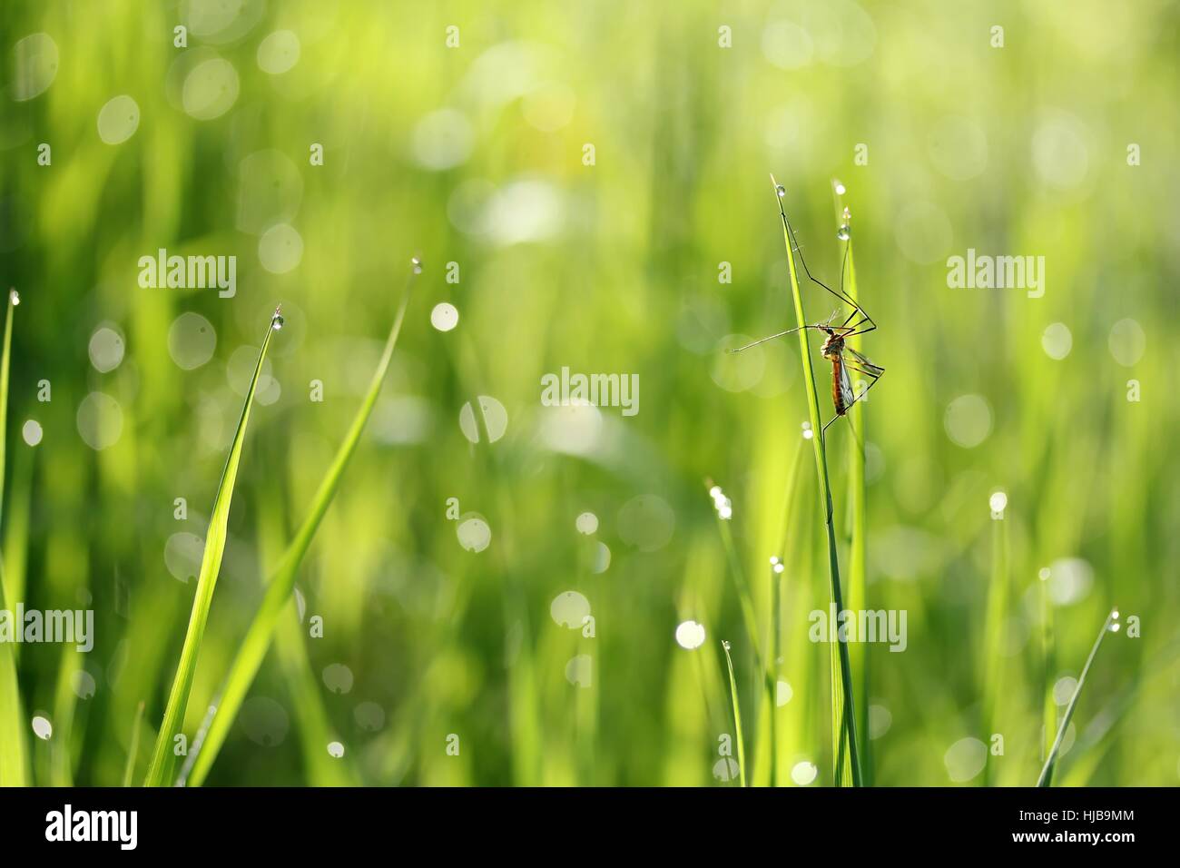 gnat, cranefly, gnats, shine, shines, bright, lucent, light, serene ...