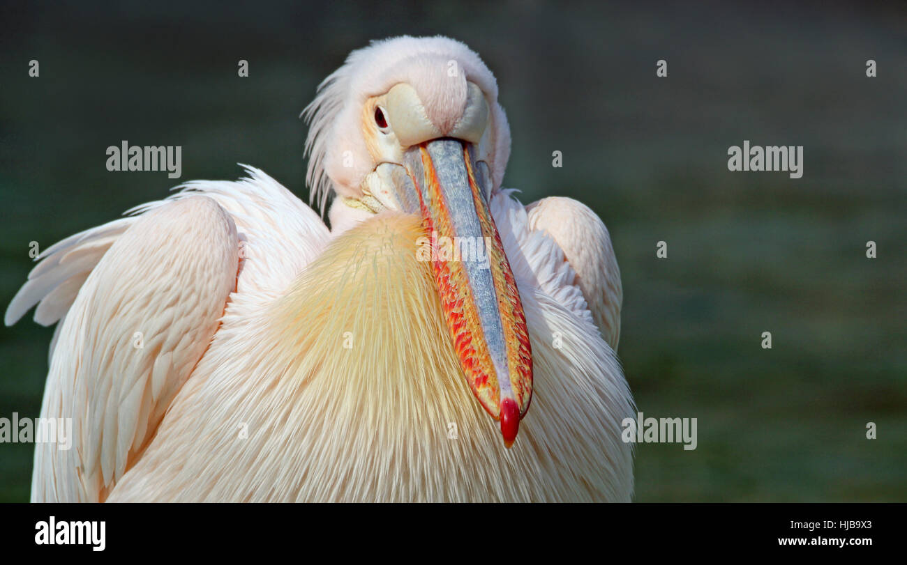 beak, pelican, beaks, pink, macro, close-up, macro admission, close up ...