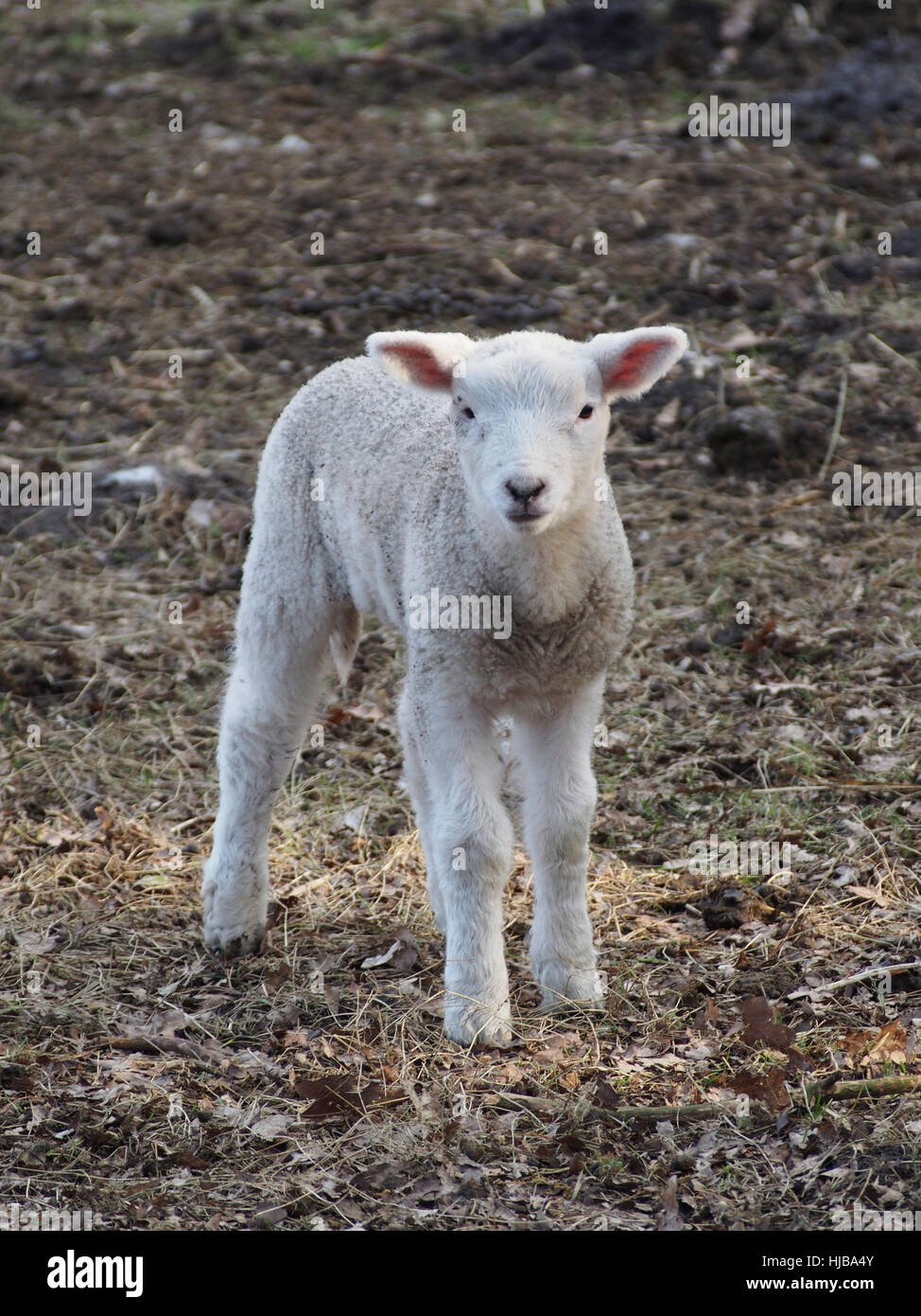 animal, sheep, wool, easter, lamb, nature, willow, animal, animals ...