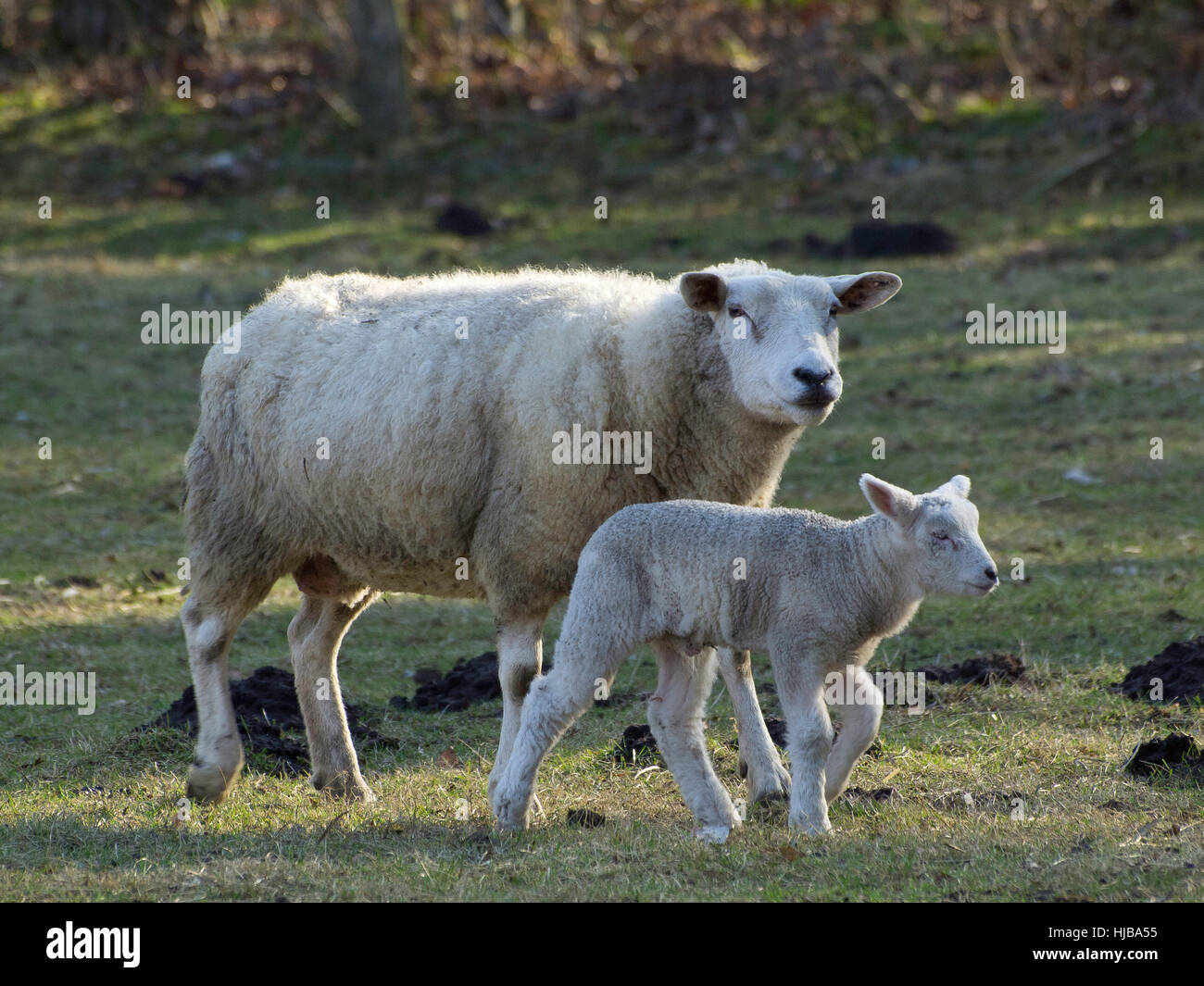 animal, sheep, wool, easter, lamb, nature, willow, animal, animals ...