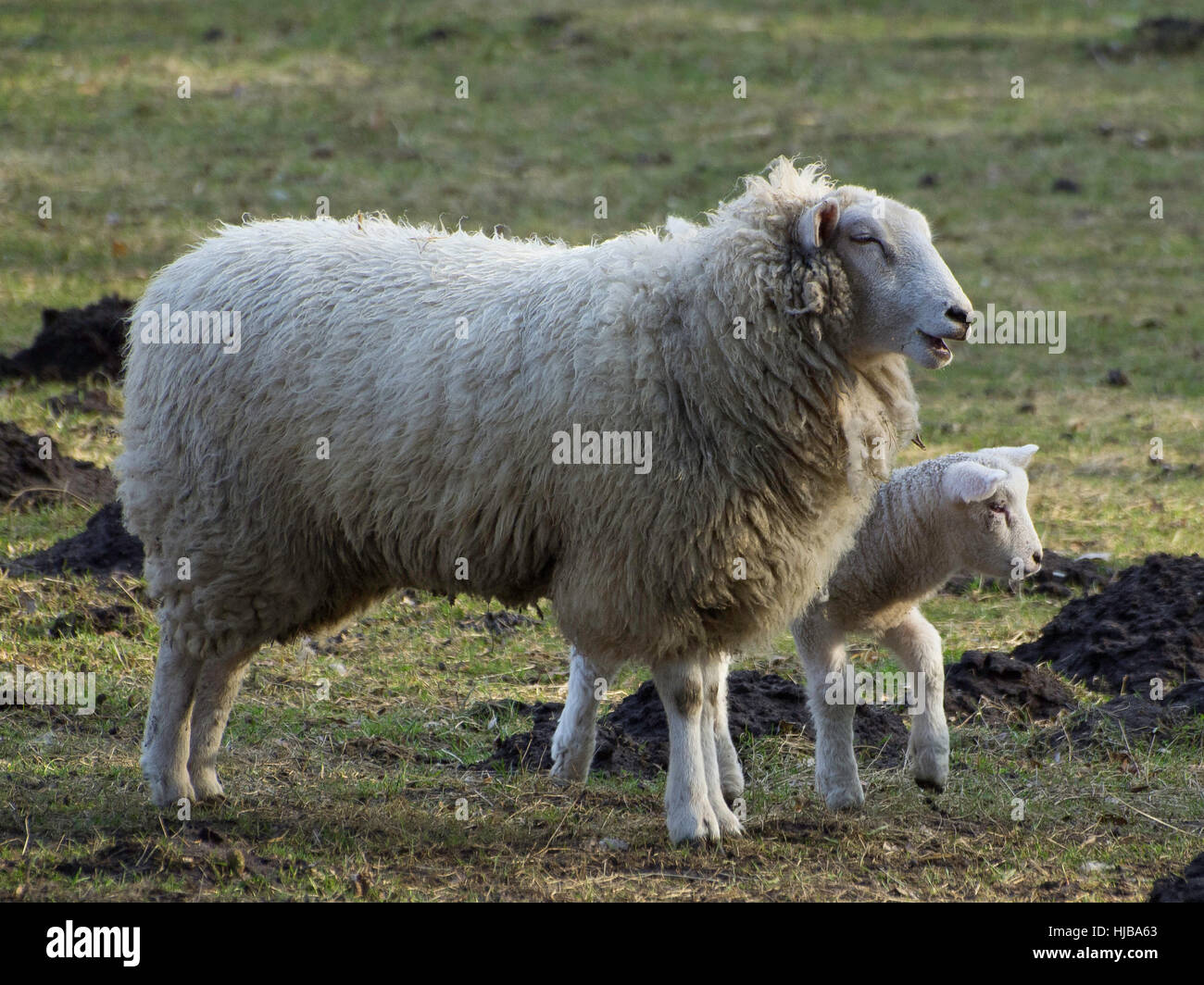 animal, sheep, wool, easter, lamb, nature, willow, animal, animals ...