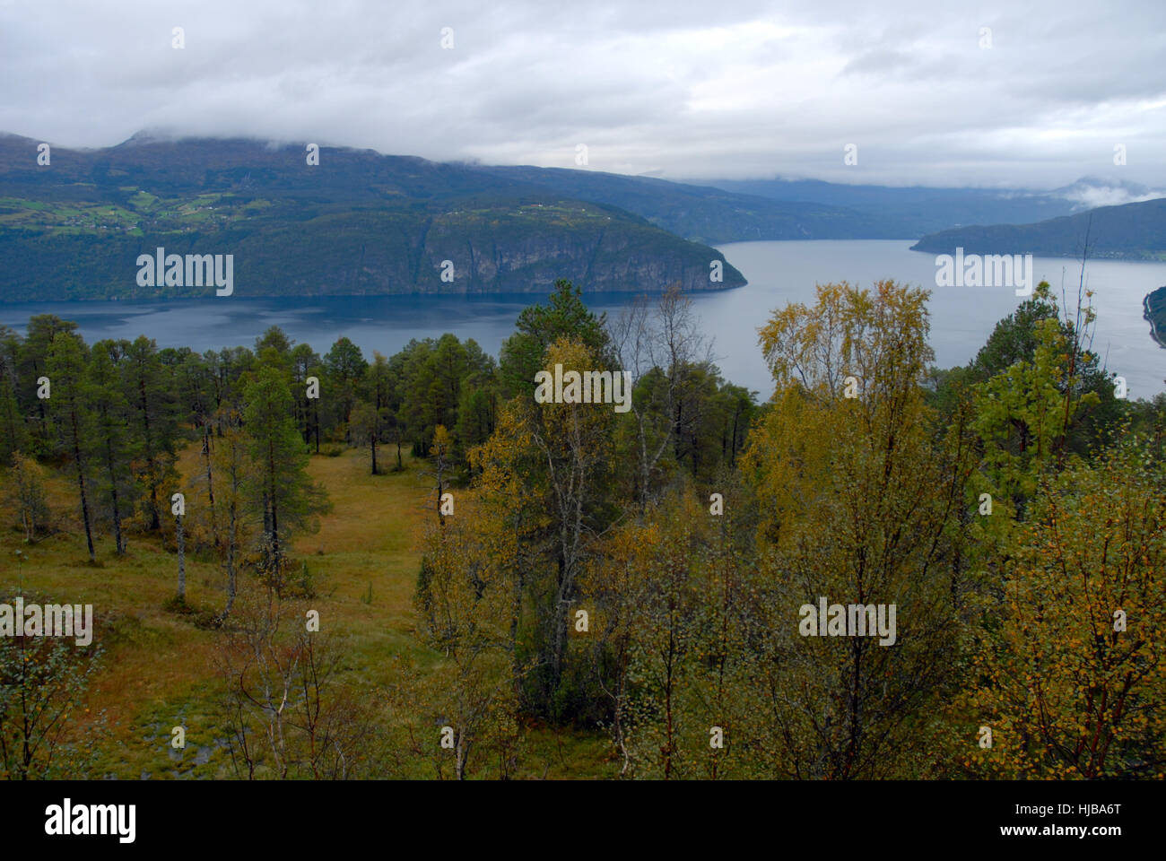 tree, trees, norway, fjord, crags, firth, mountain, tree, trees ...