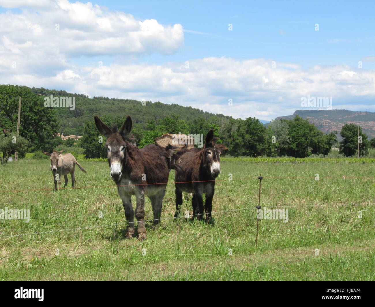 bucolic, mountains, france, donkey, mule, landlive, Southern France ...
