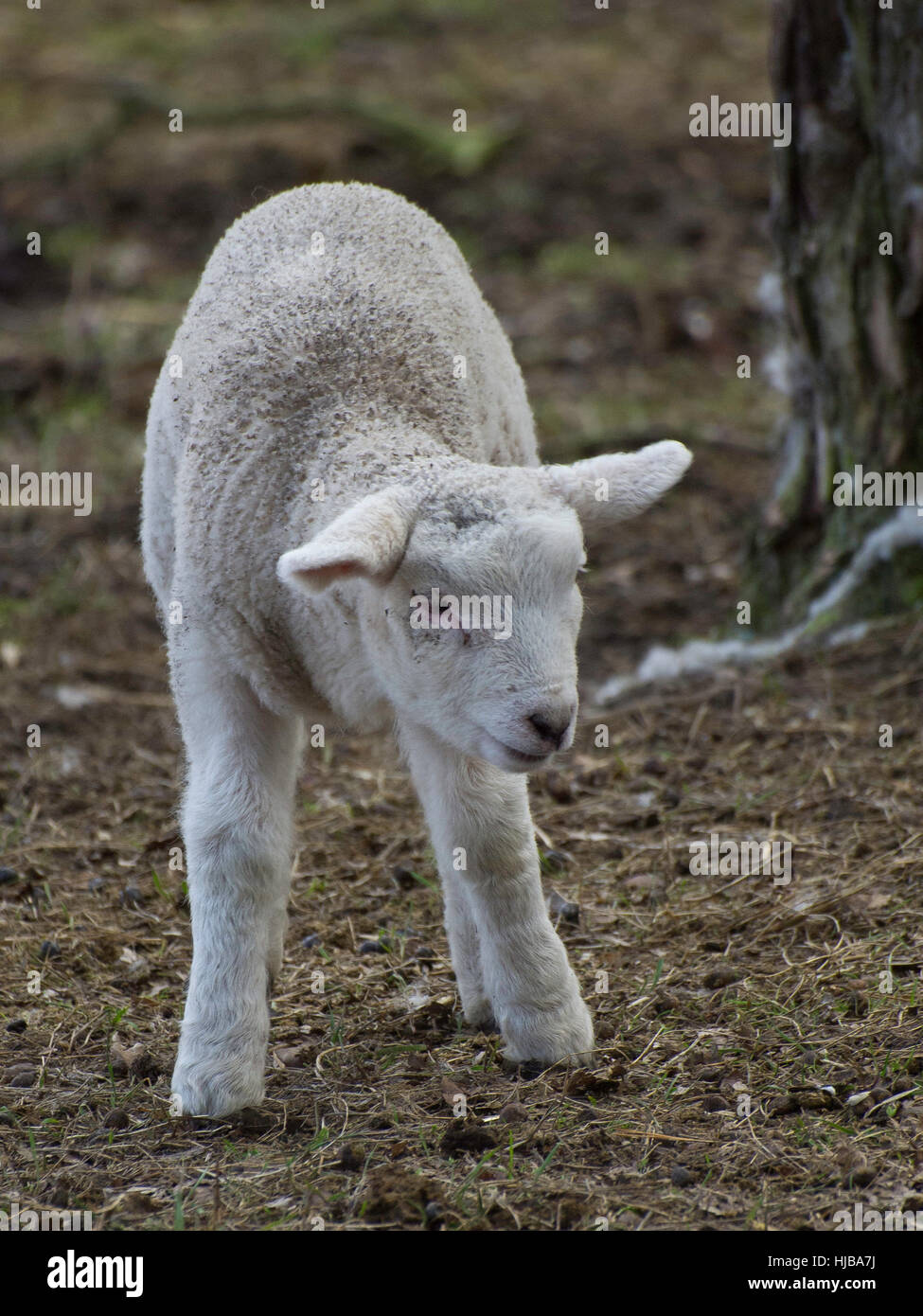 animal, sheep, wool, easter, lamb, nature, willow, animal, animals ...