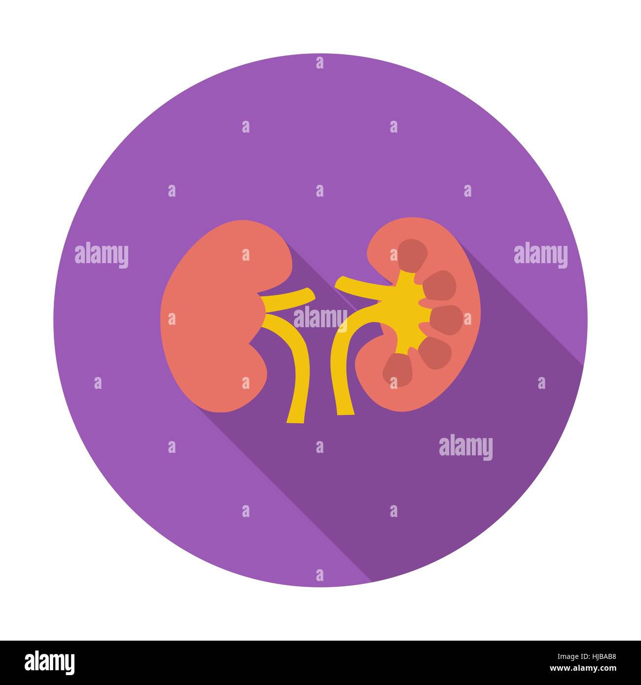 Renal vector vectors Cut Out Stock Images & Pictures - Alamy