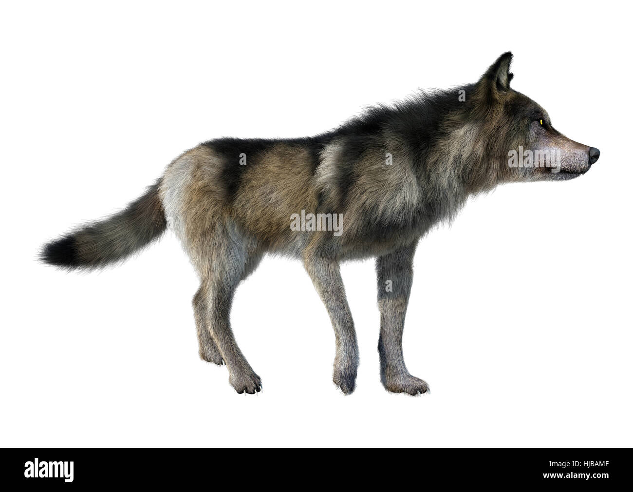 3D rendering of a gray wolf isolated on white background Stock Photo ...