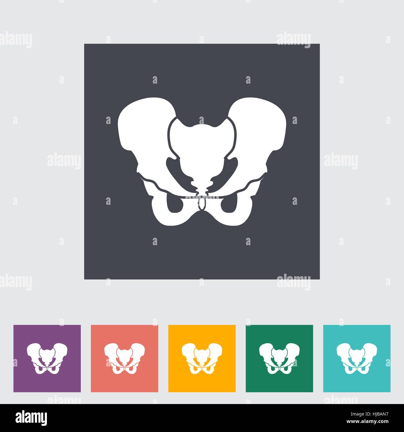 Anotomy Pelvis flat icon. Vector illustration Stock Vector Image & Art - Alamy