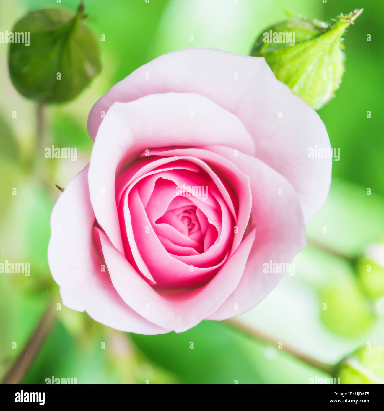 Pink Rose Flower on Green Background Stock Photo - Alamy