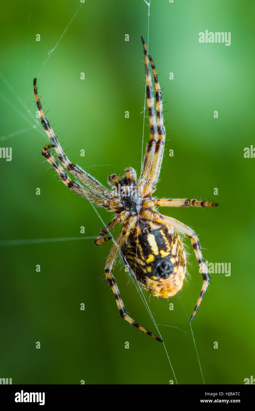 Creepy spider web hi-res stock photography and images - Alamy